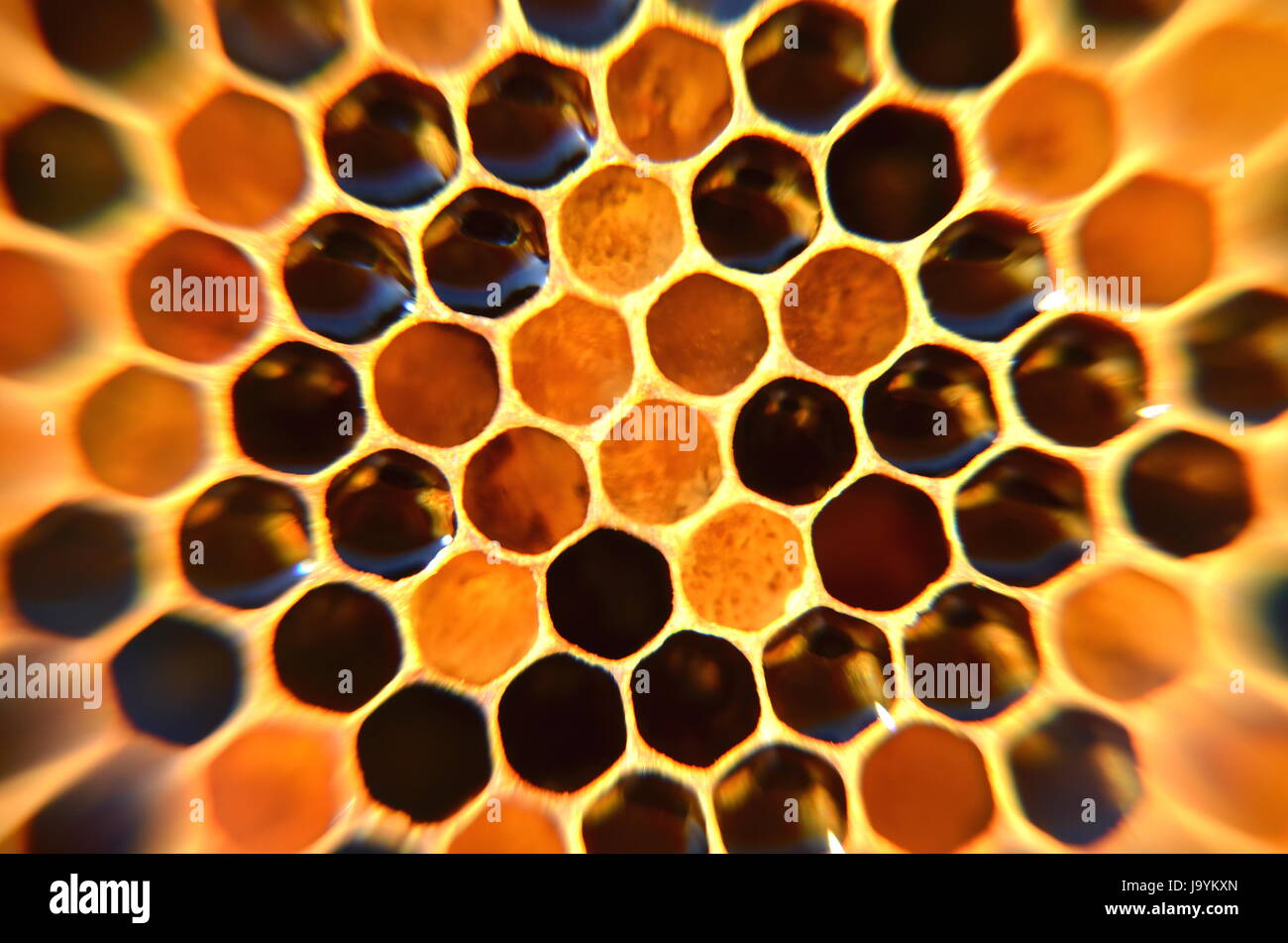 apiary, cell, honeycomb, hexagonal, backdrop, background, insect, bee ...