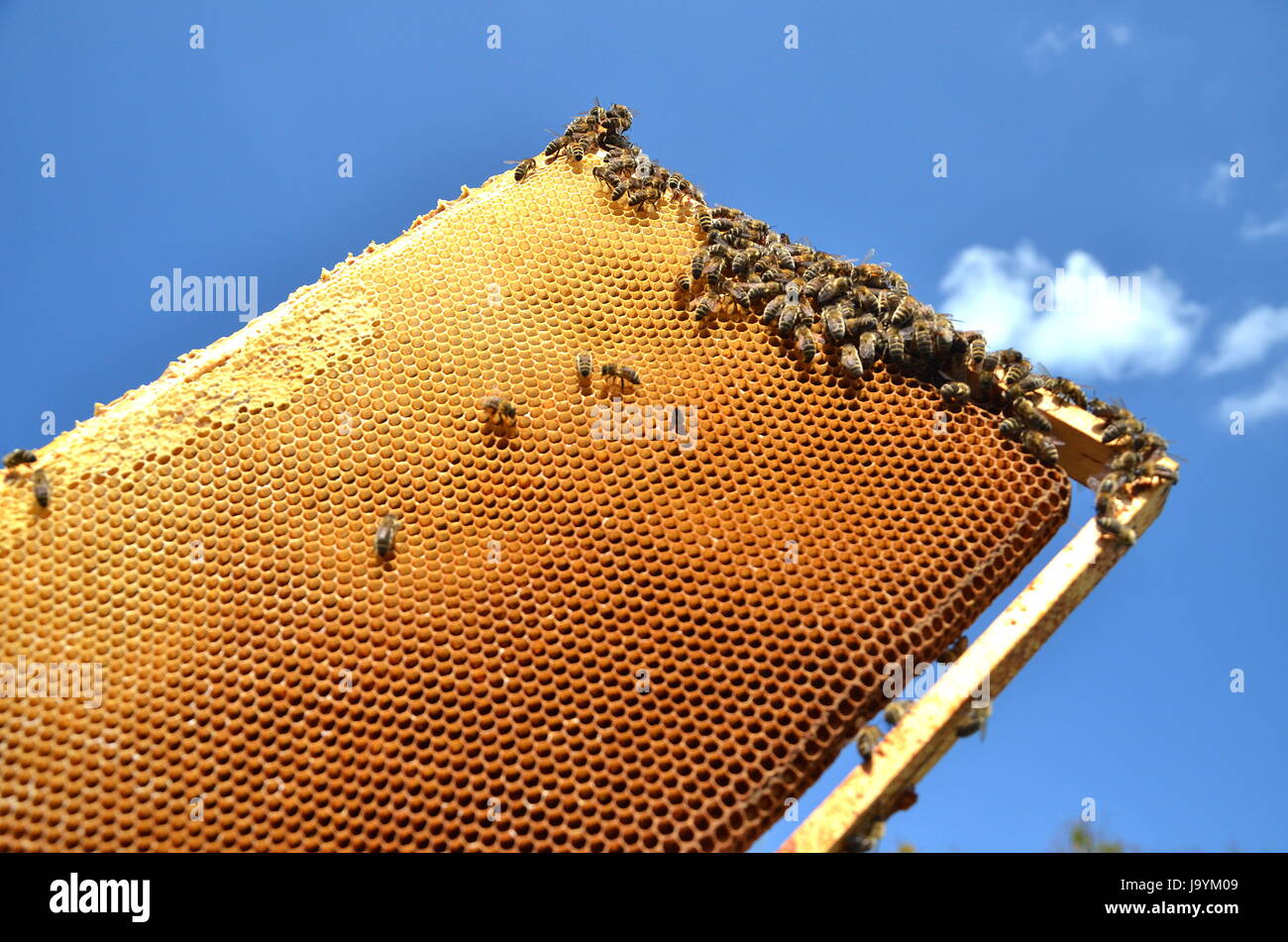 animal, cloud, apiary, honeycomb, frame, firmament, sky, framework ...