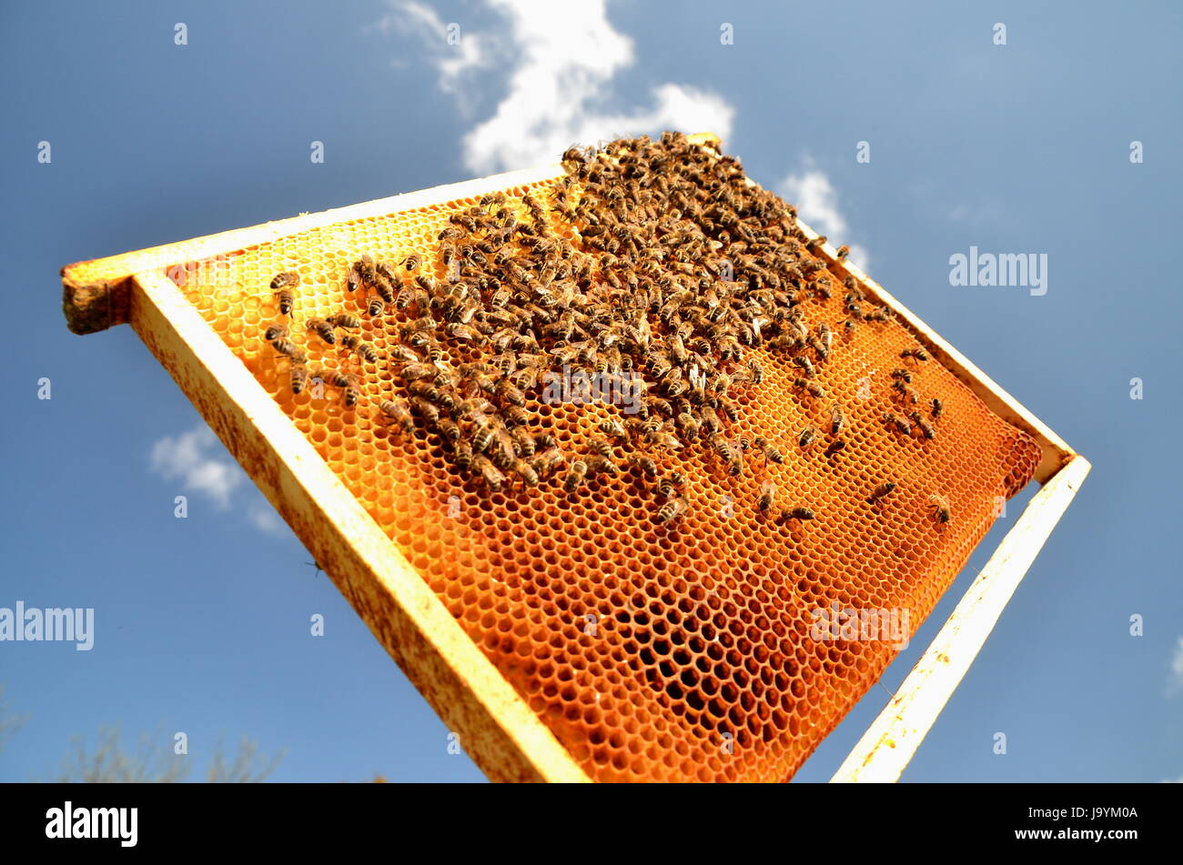 animal, cloud, apiary, honeycomb, frame, firmament, sky, framework ...