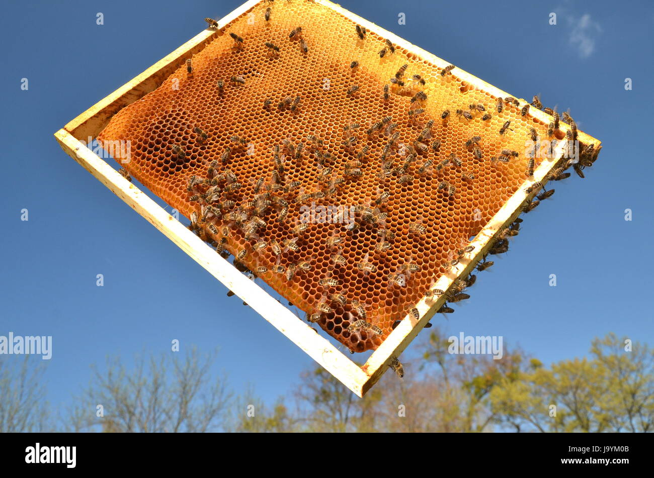 animal, cloud, apiary, honeycomb, frame, firmament, sky, framework ...