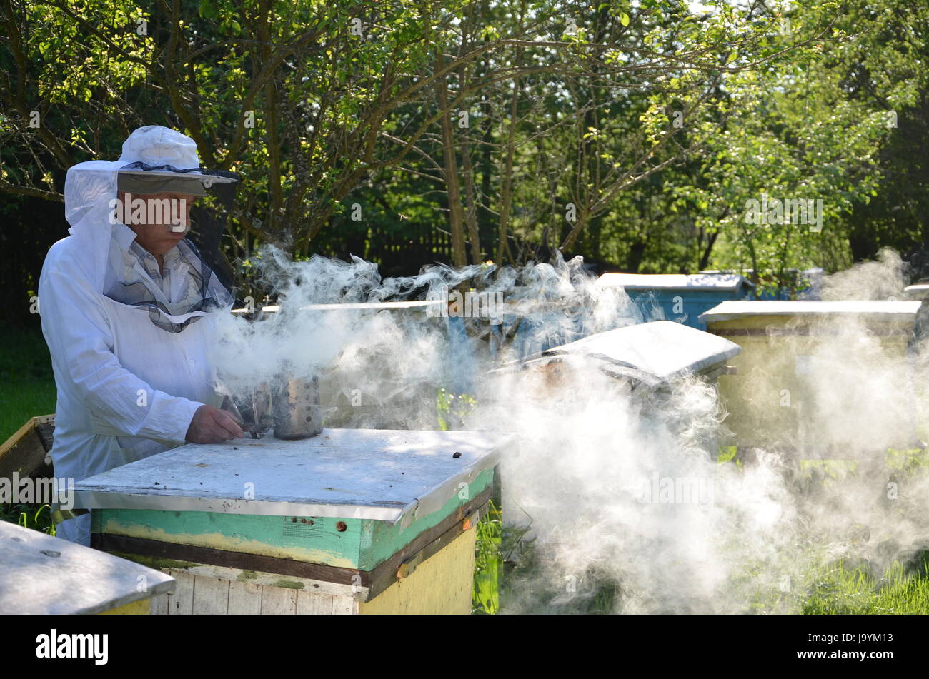 person, beehive, apiary, working, smoker, whiff, smoke, smoking, insect ...