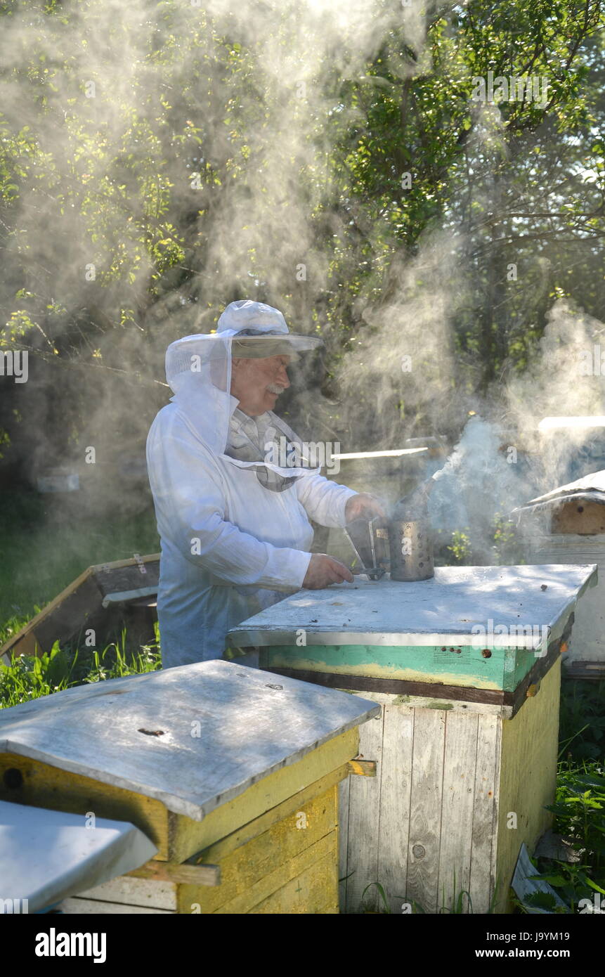 person, beehive, apiary, working, smoker, whiff, smoke, smoking, insect ...