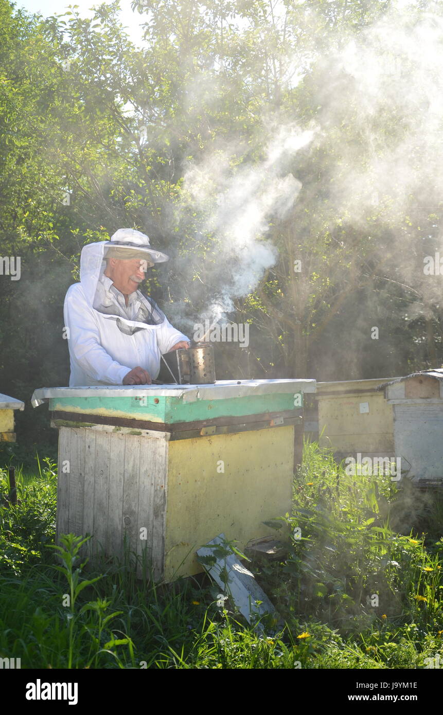 person, beehive, apiary, working, smoker, whiff, smoke, smoking, insect ...