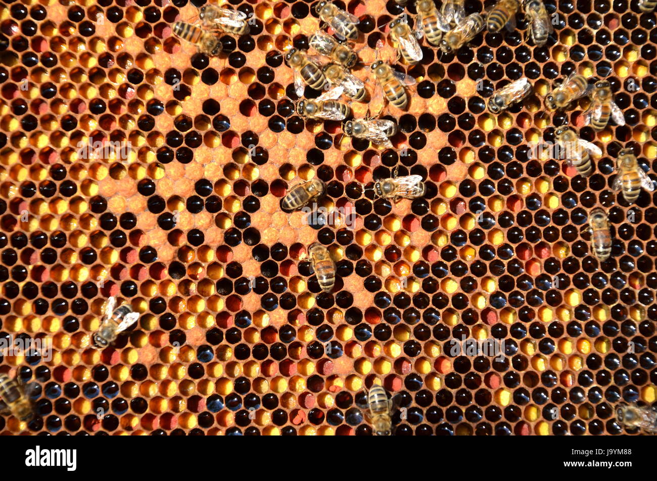 animal, insect, apiary, wildlife, wallpaper, honeycomb, bee, macro ...