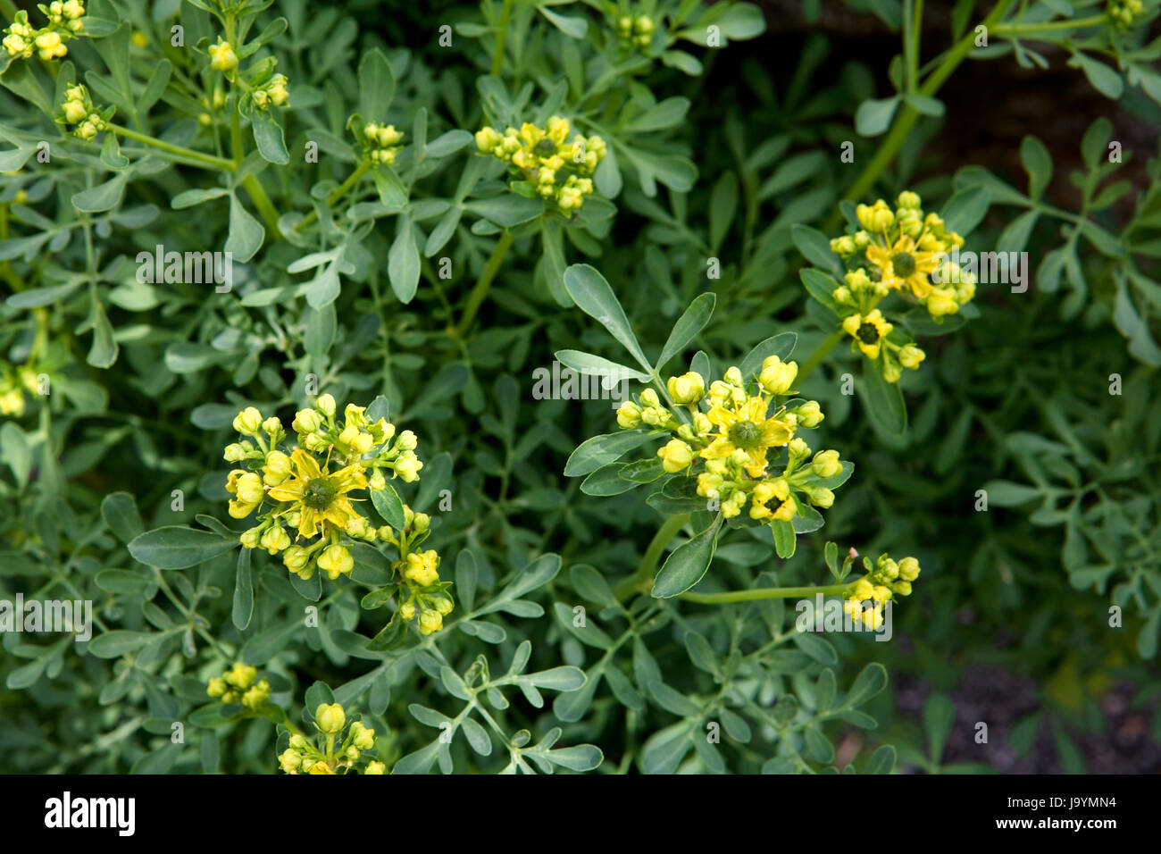 Lozenge german hi-res stock photography and images - Alamy