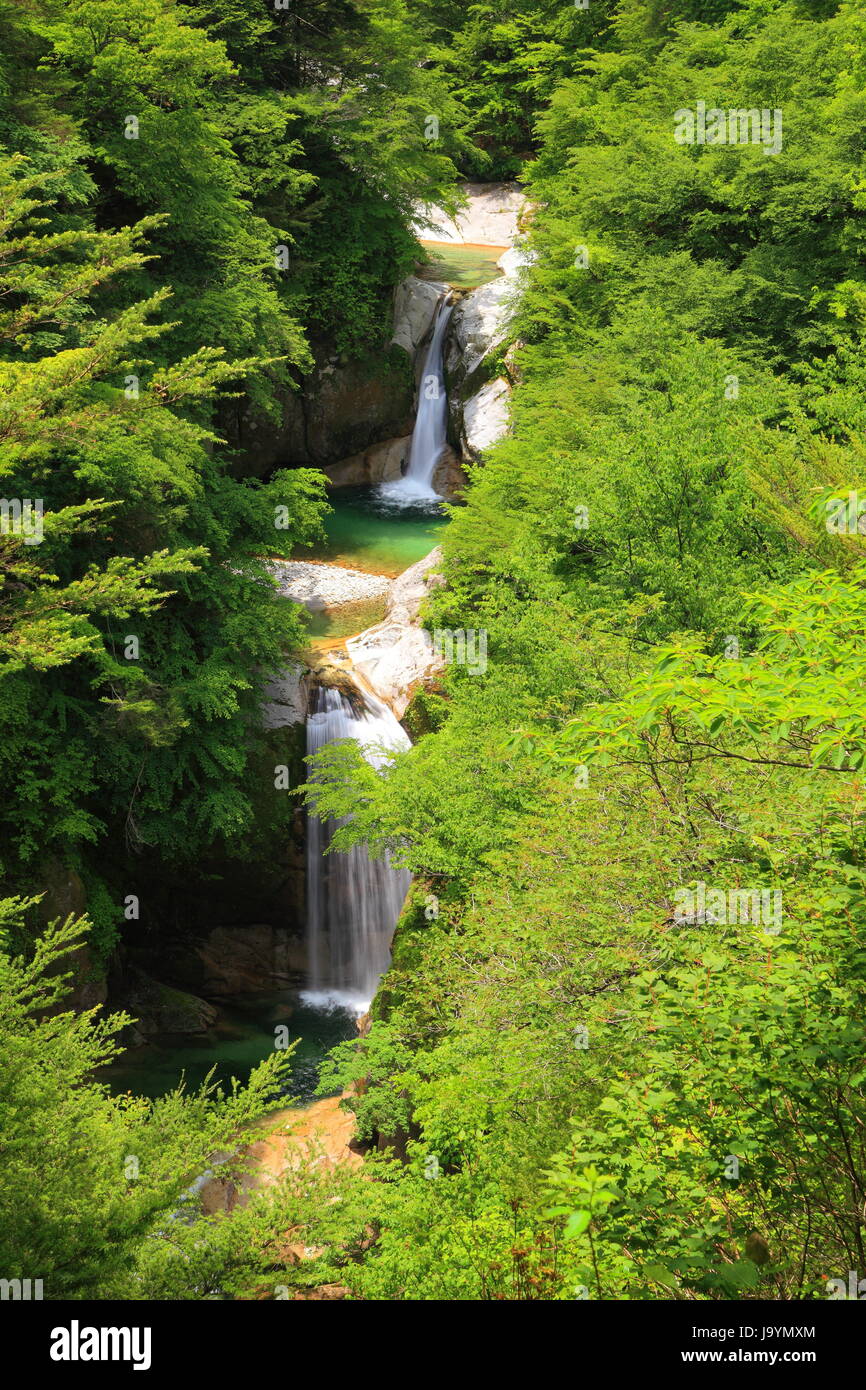 beautiful, beauteously, nice, leaf, eco, environment, enviroment, tree ...
