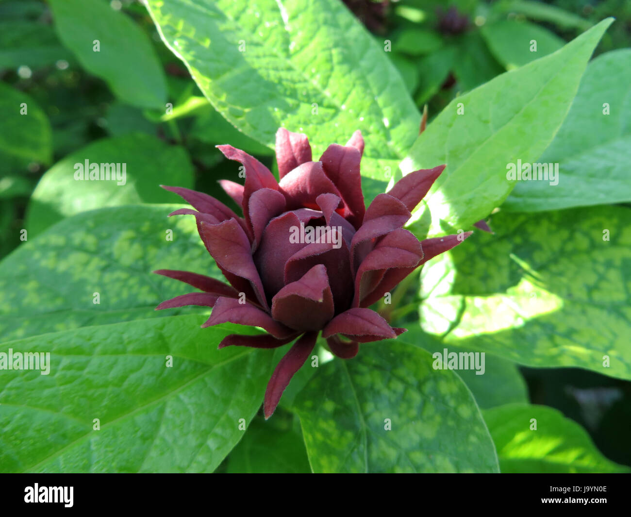real spice shrub - calycanthus floridus Stock Photo - Alamy