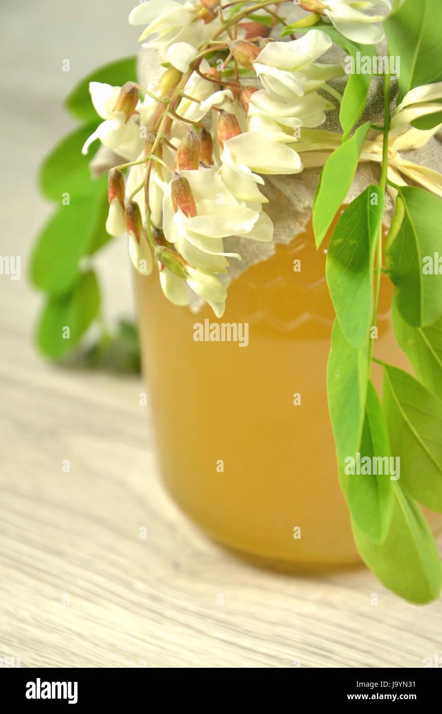 sweet, flower, plant, apiary, acacia, honey, insect, bee, glass ...