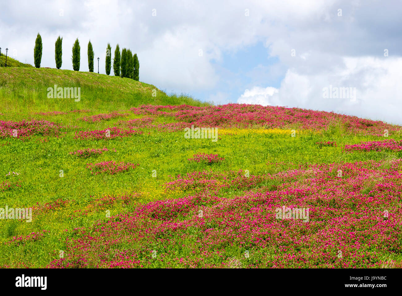 beautiful, beauteously, nice, tree, hill, flower, plant, agriculture ...