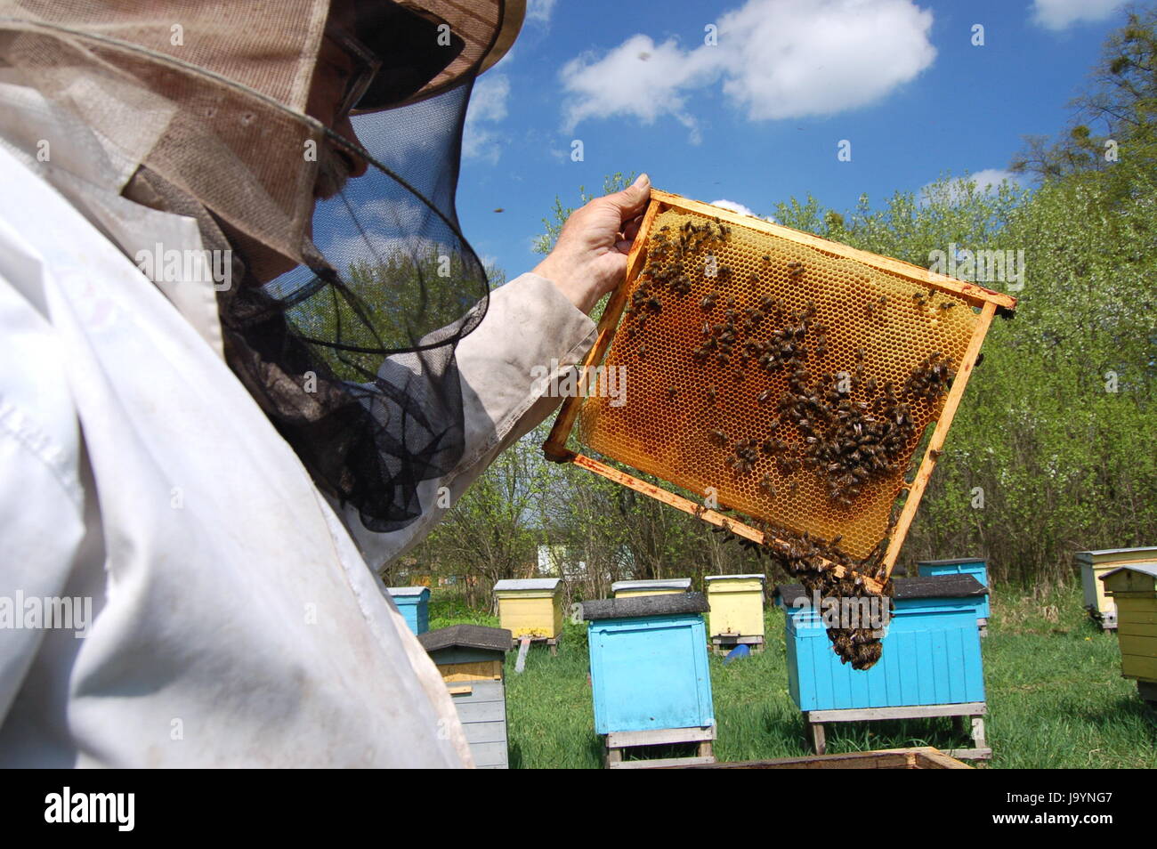 person, beehive, apiary, working, man, insect, bee, apiarist, beekeeper ...