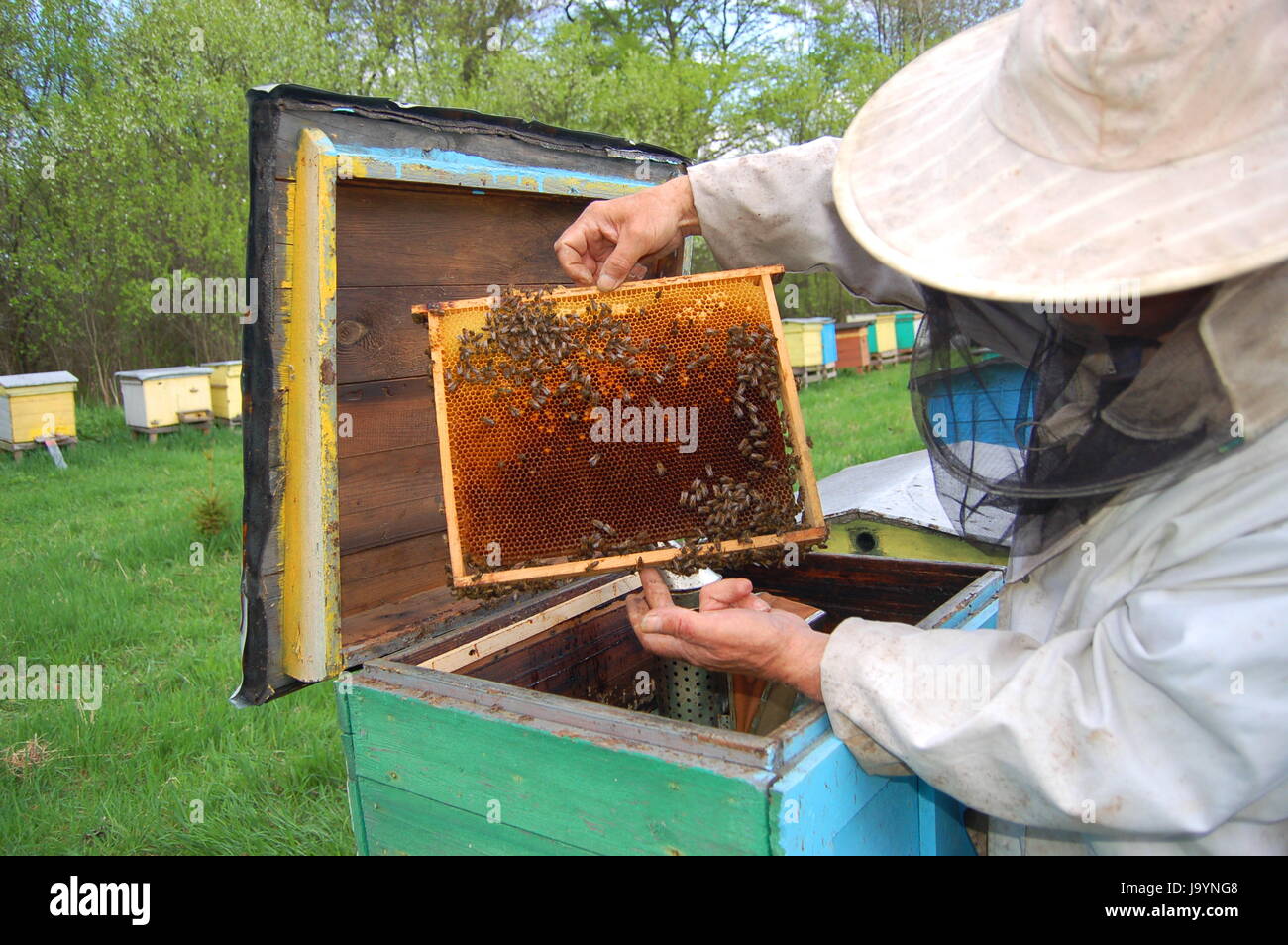 person, beehive, apiary, working, man, insect, bee, apiarist, beekeeper ...