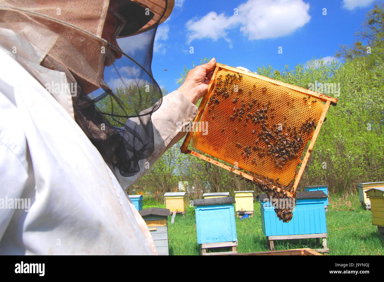 person, beehive, apiary, working, man, insect, bee, apiarist, beekeeper ...