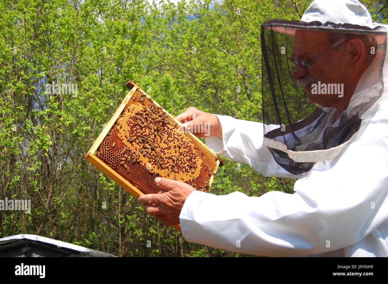 person, beehive, apiary, working, man, insect, bee, apiarist, beekeeper ...