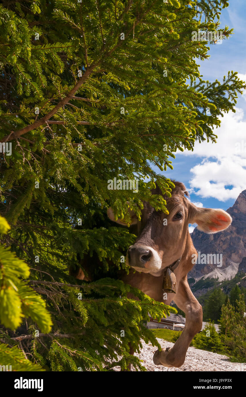 Cow corner hi-res stock photography and images - Alamy