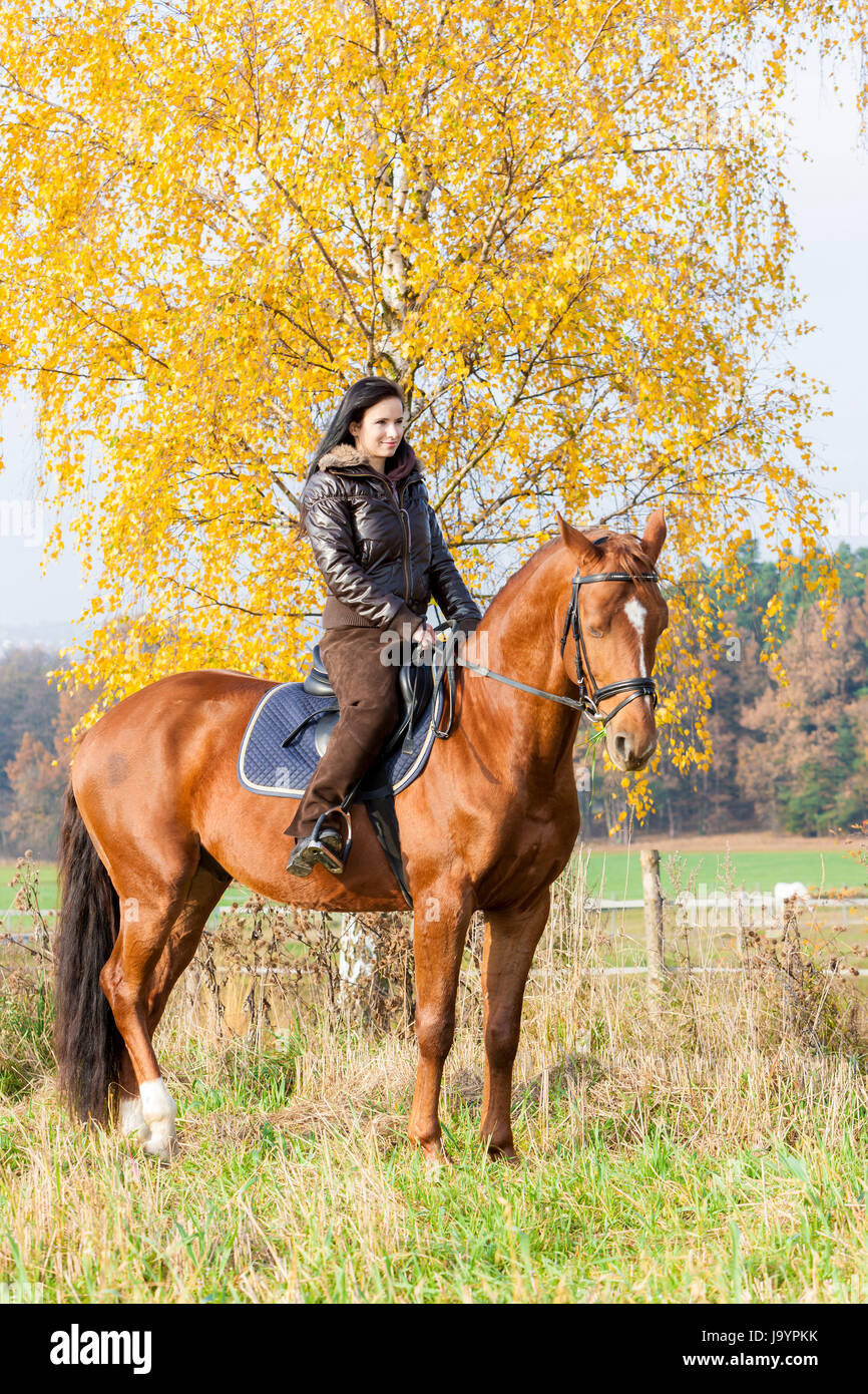 woman, horse, riding, rider, equestrian, horseriding, woman, humans ...