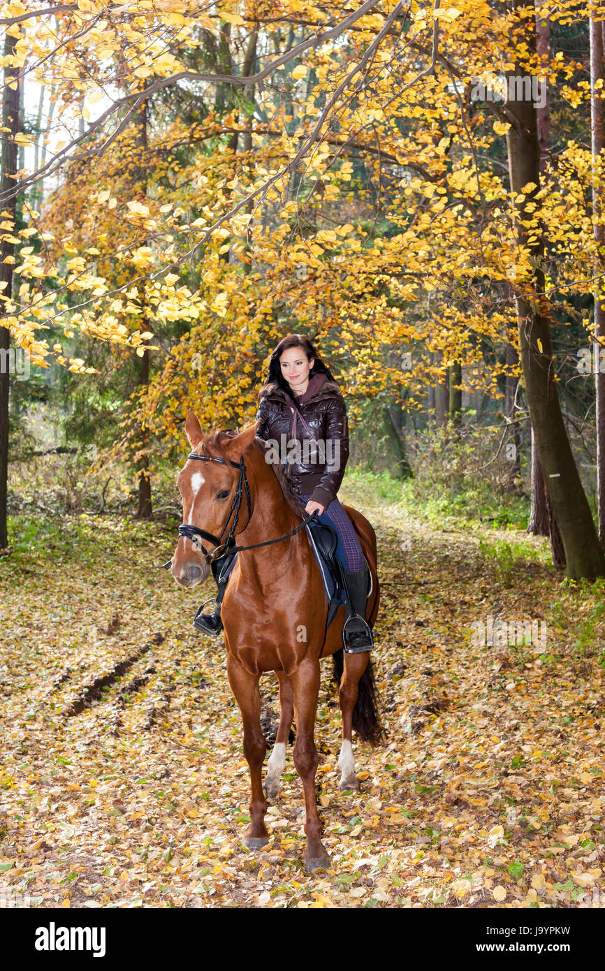 woman, horse, riding, rider, equestrian, horseriding, woman, humans ...