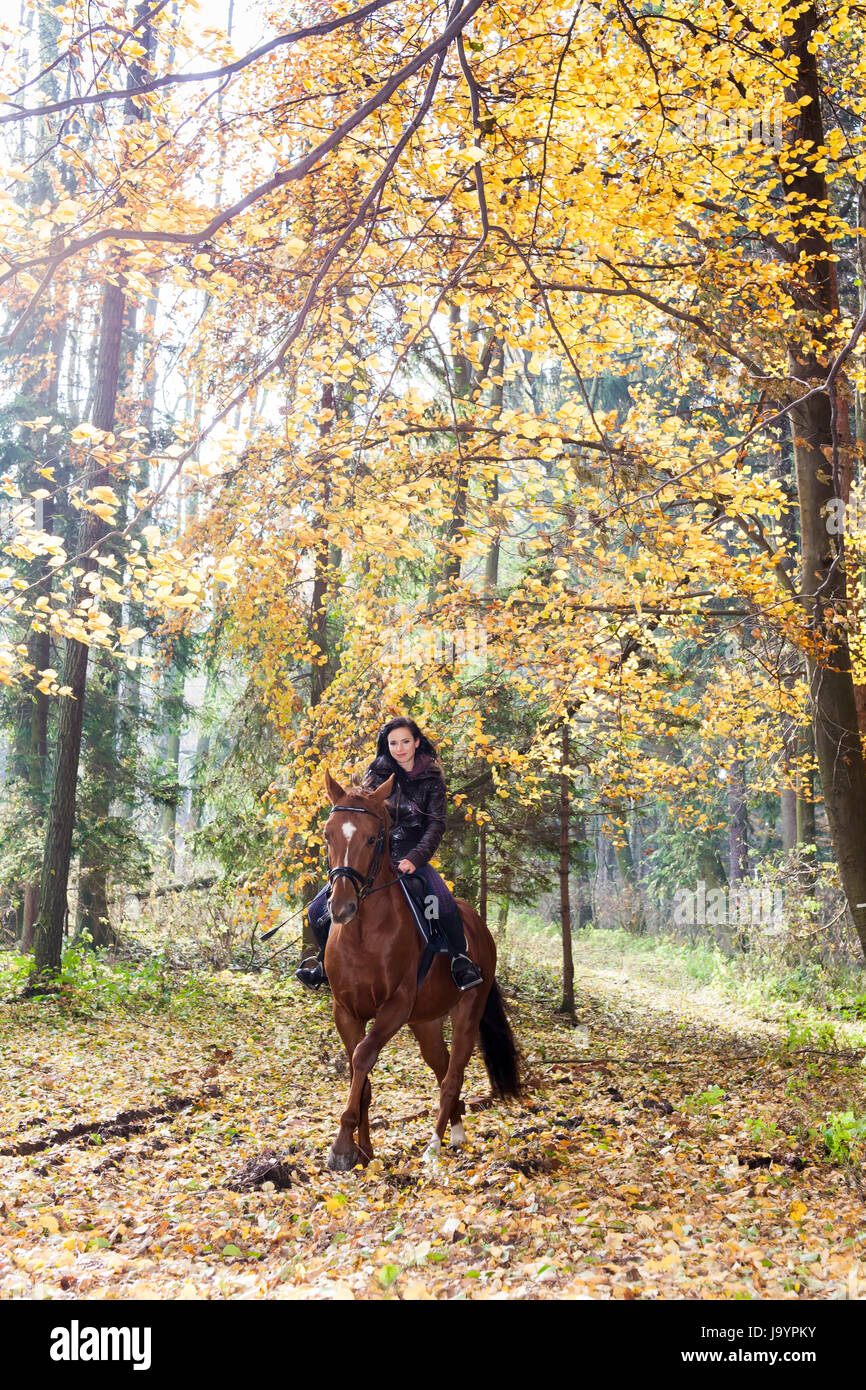 woman, horse, riding, rider, equestrian, horseriding, woman, humans ...