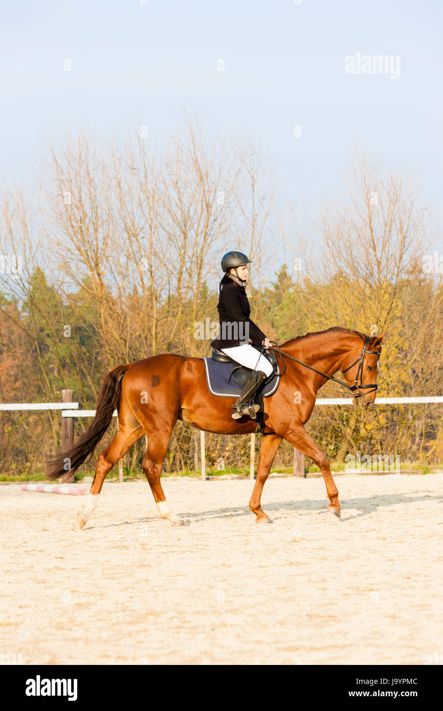 woman, horse, riding, rider, equestrian, horseriding, woman, humans ...