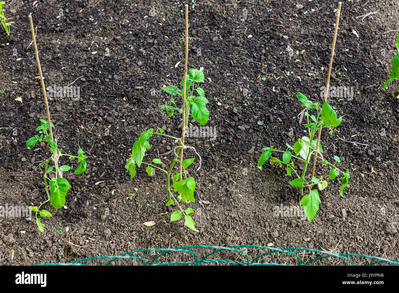 leaf, ground, soil, earth, humus, agriculture, farming, field, flora ...