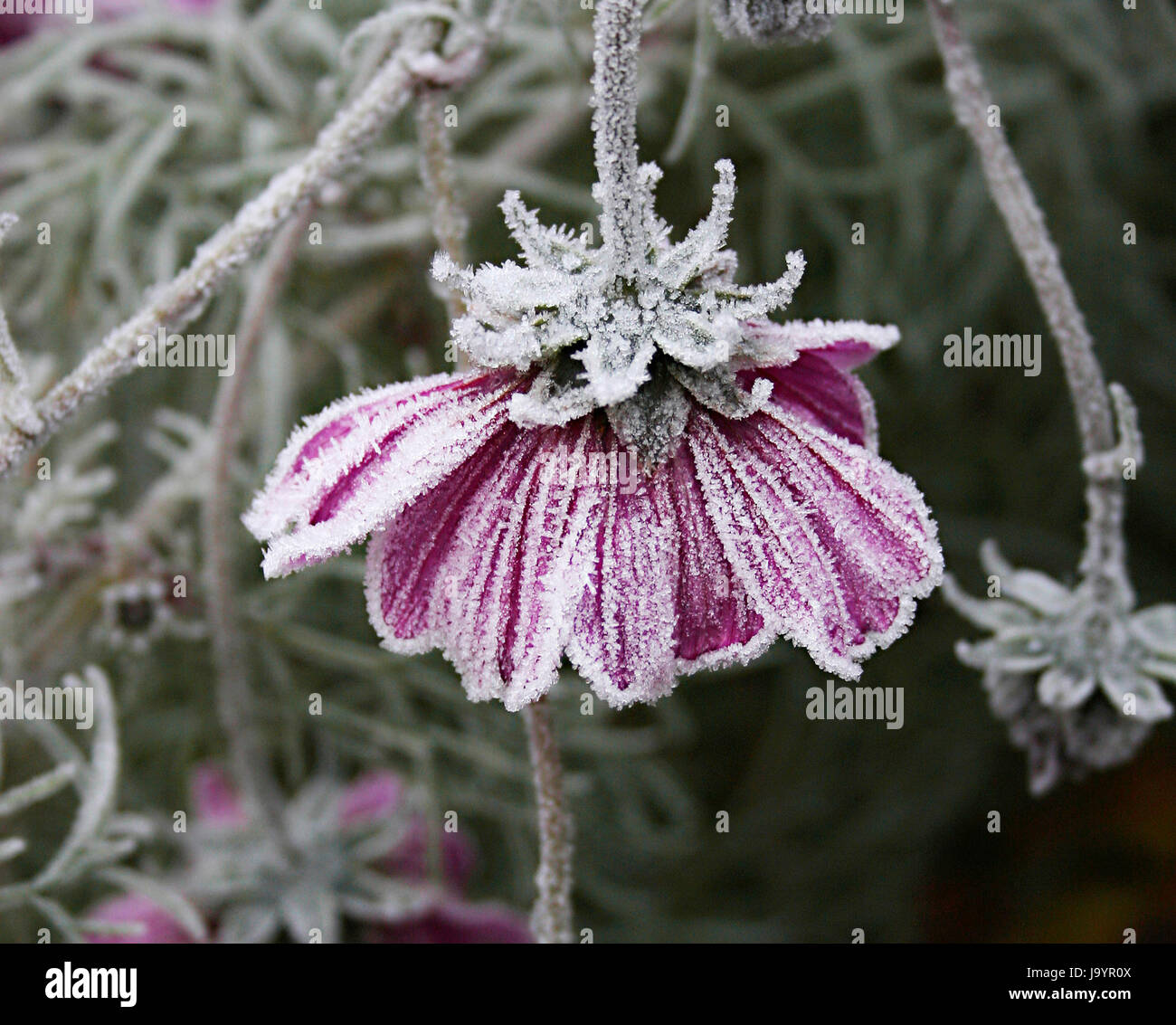 Nachtfrost hi-res stock photography and images - Alamy