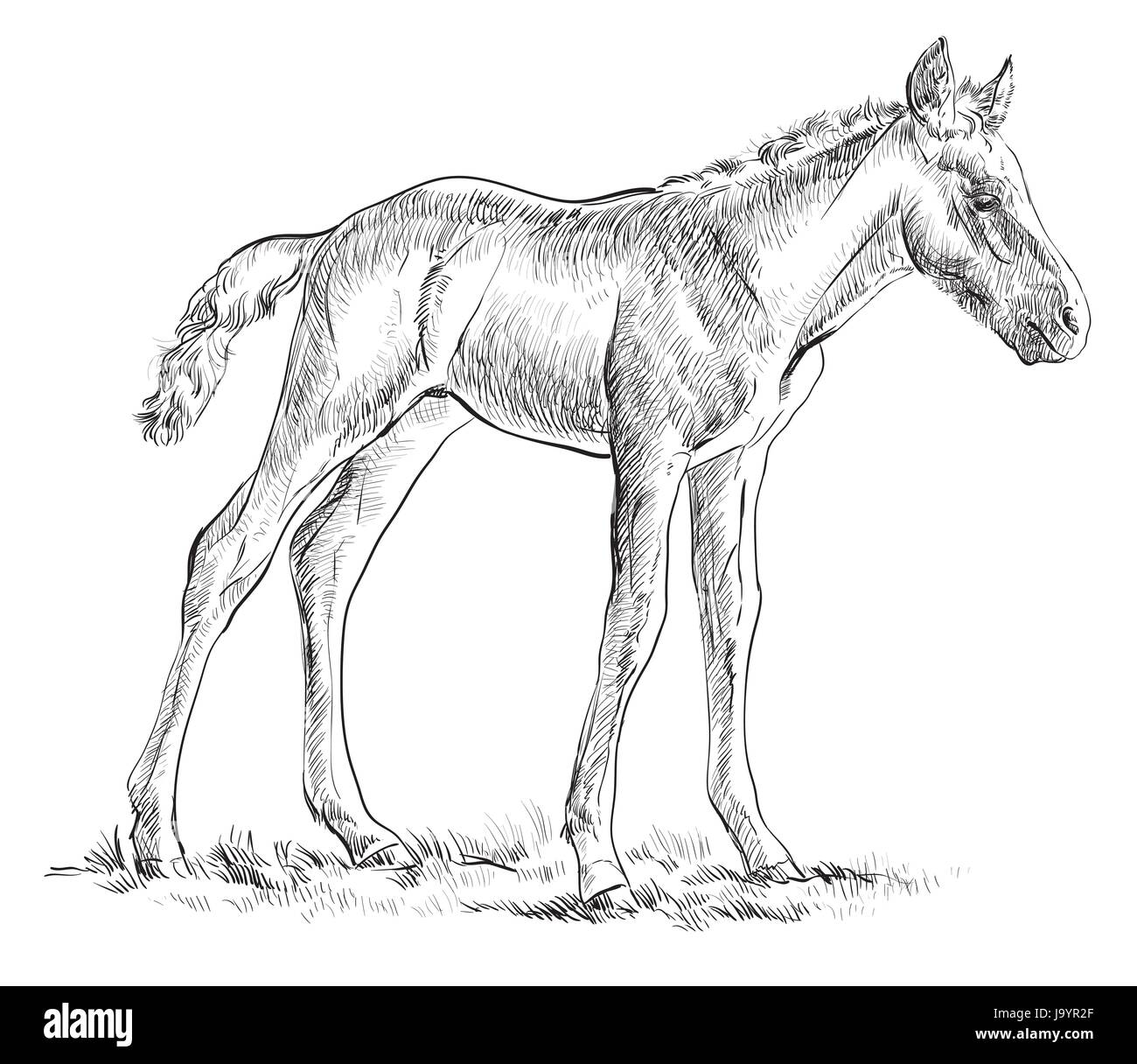 Mustang foal in black Stock Vector Images - Alamy