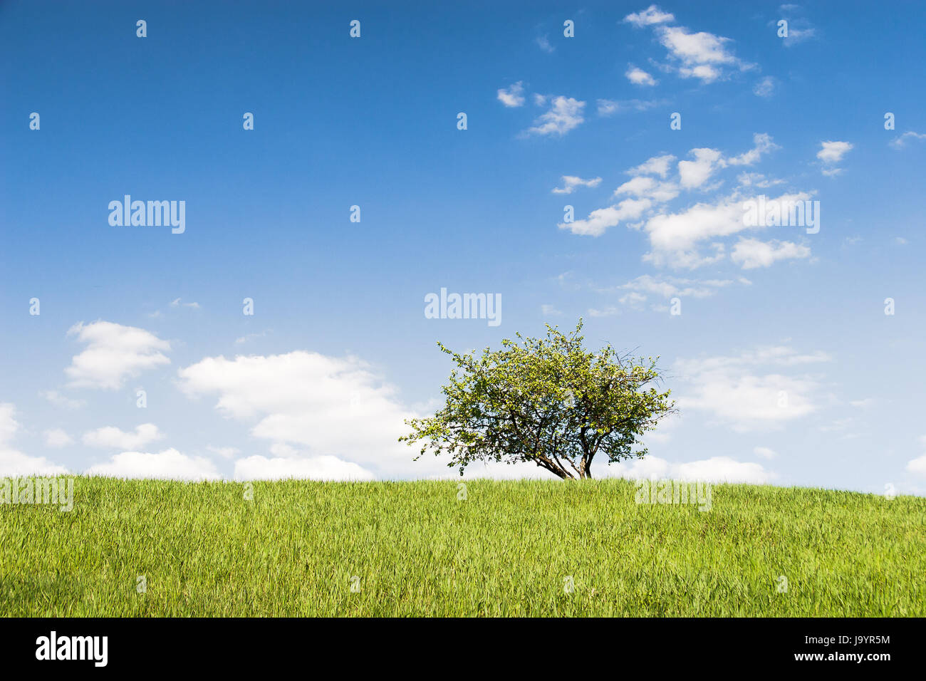 blue, environment, enviroment, colour, tree, trees, hill, horizon ...
