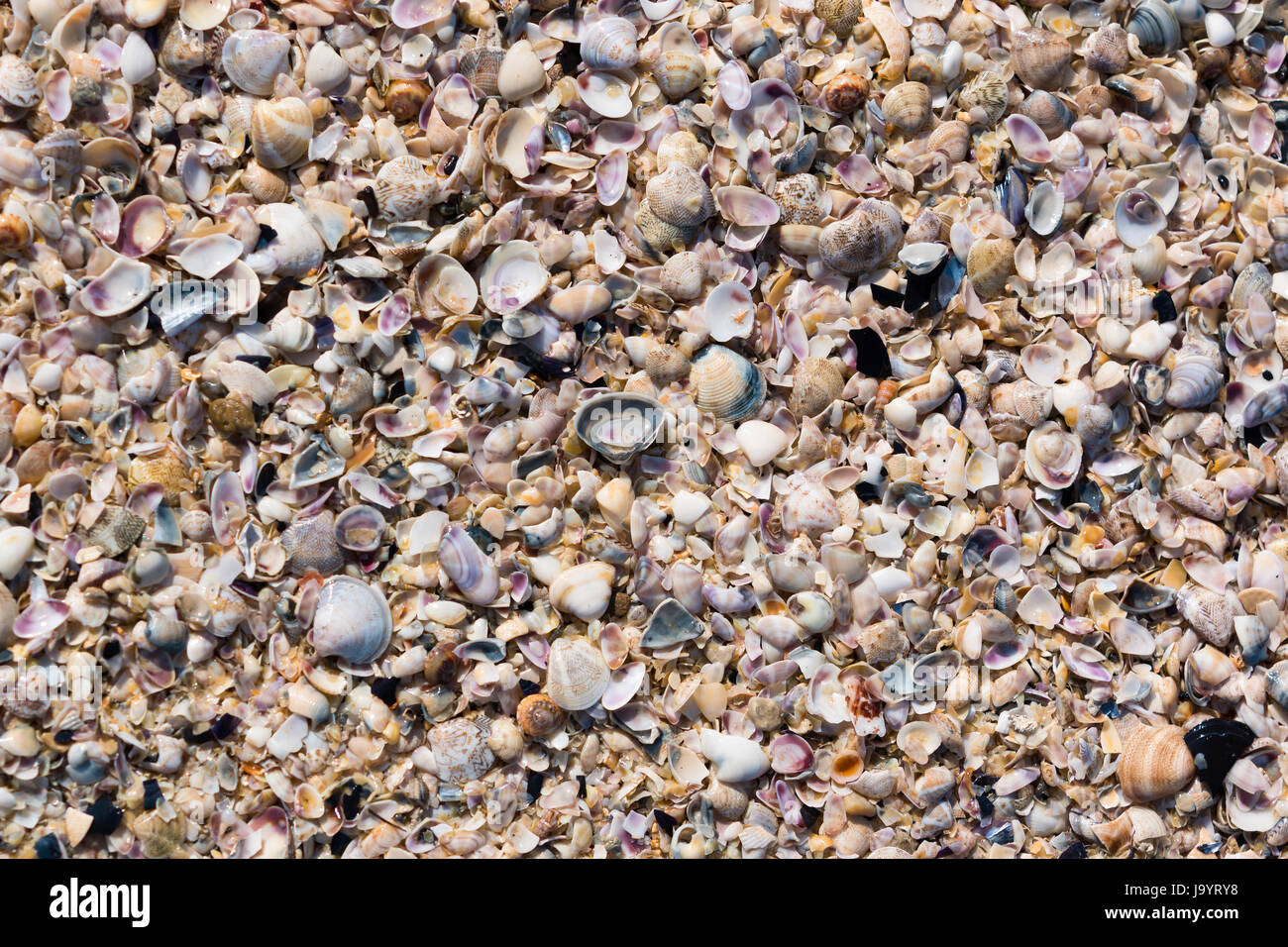 Sea shells background. Sea shells on the beach in Italy Stock Photo - Alamy