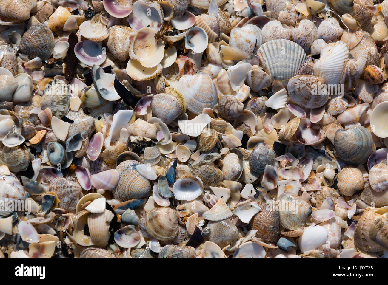 Sea shells background. Sea shells on the beach in Italy Stock Photo - Alamy