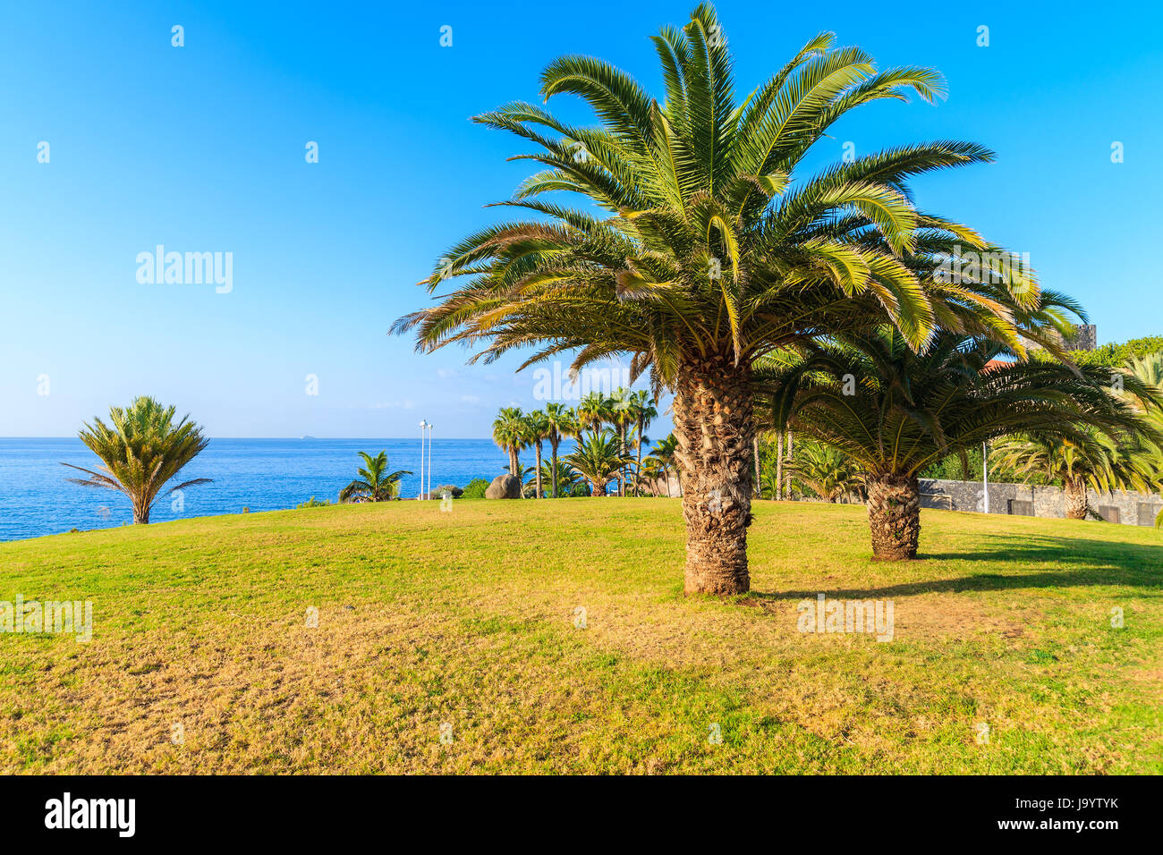 Palm trees in Costa Adeje town park, Tenerife, Canary Islands, Spain ...