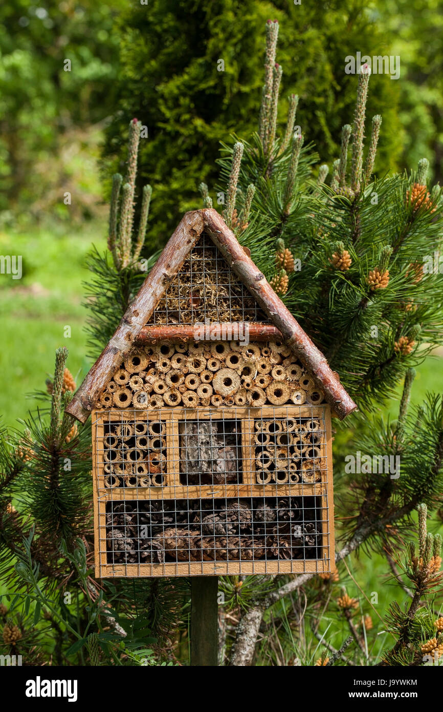 Insect box hi-res stock photography and images - Alamy