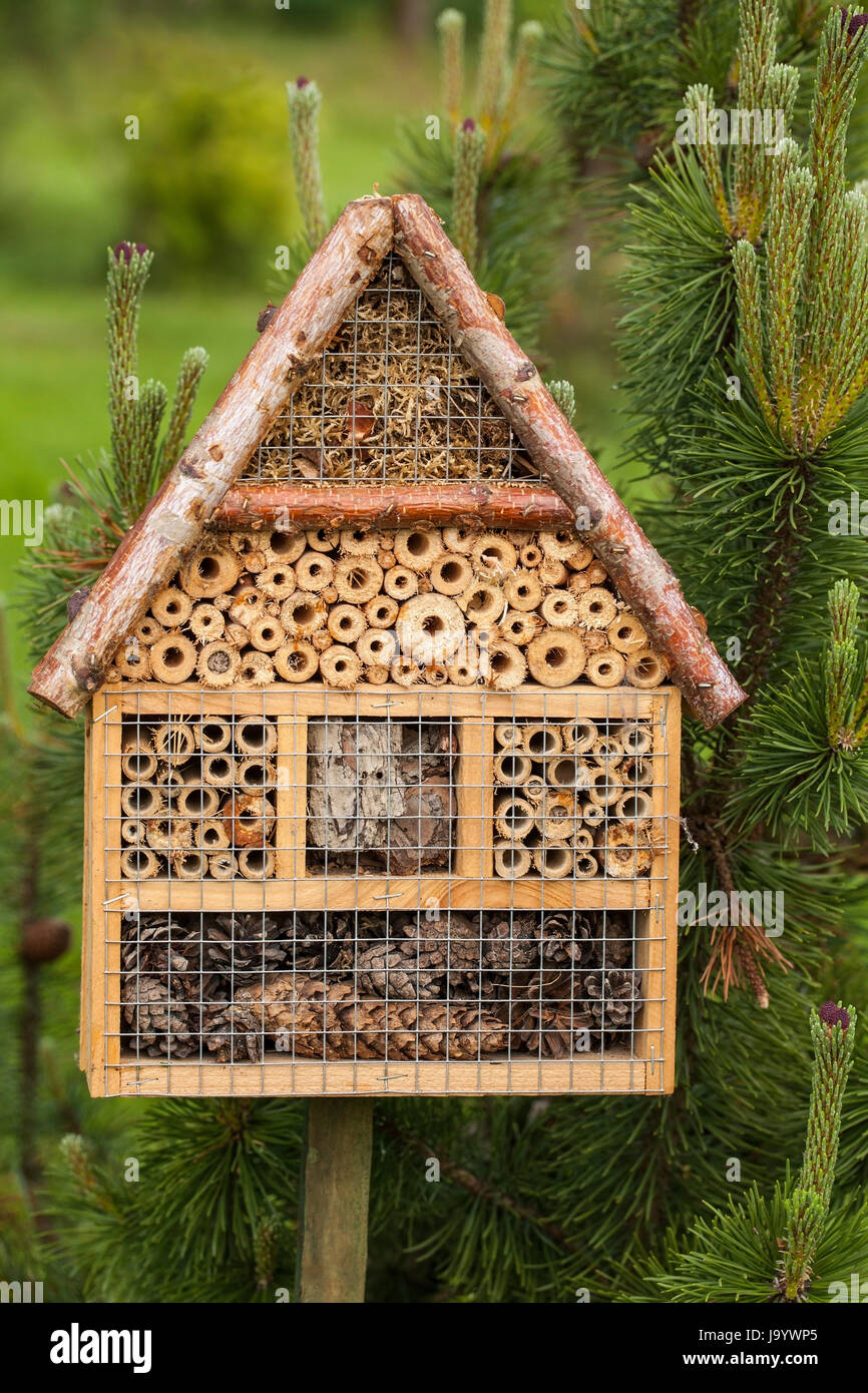 Living insect hi-res stock photography and images - Alamy