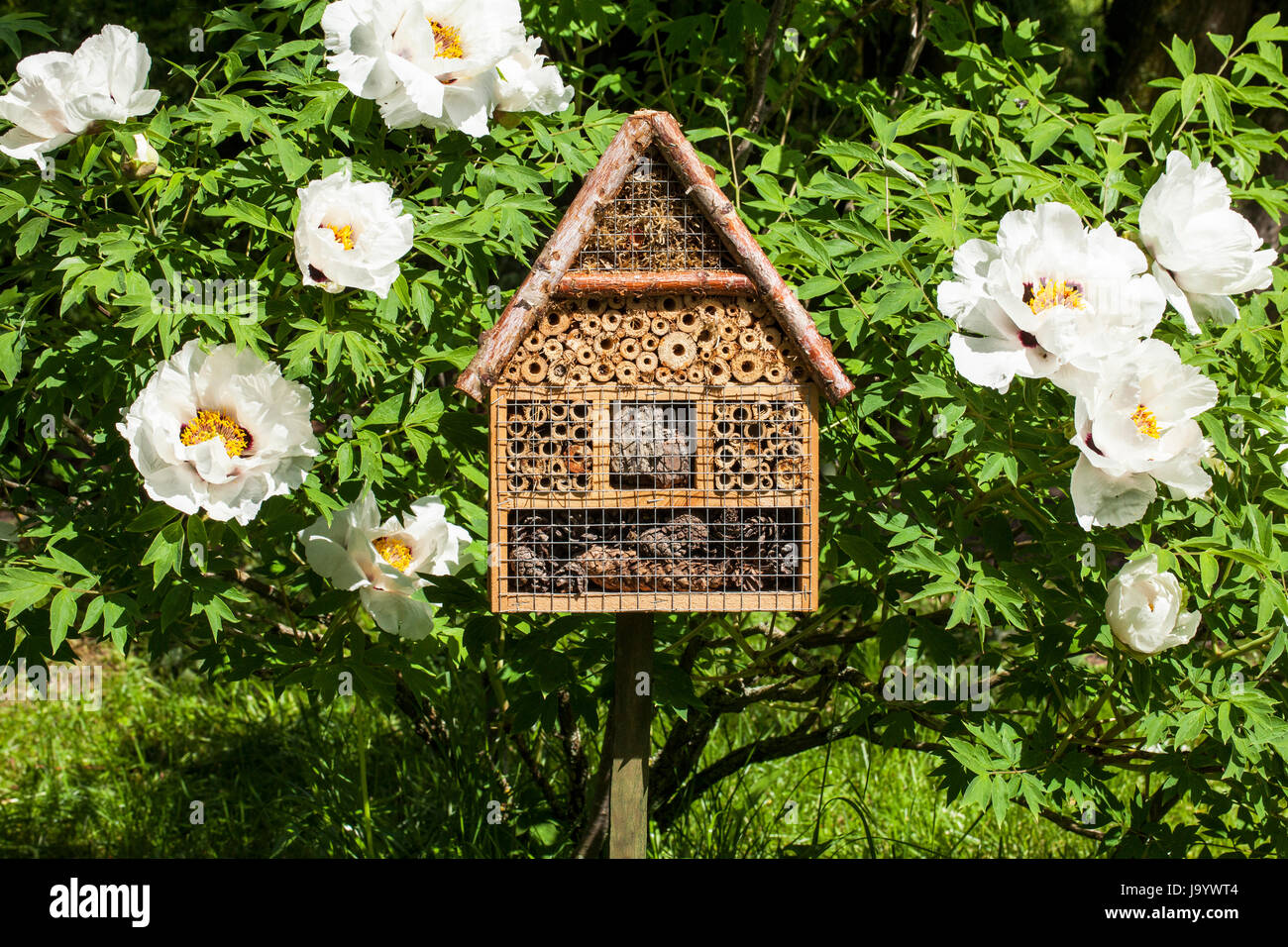 Insect box hi-res stock photography and images - Alamy