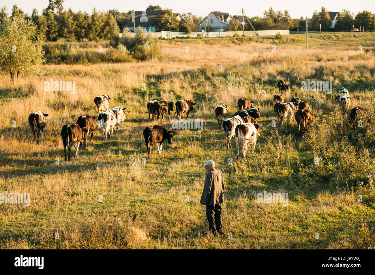 Gomel, Belarus - August 25, 2016: Shepherd Herding Cows In Green Meadow ...