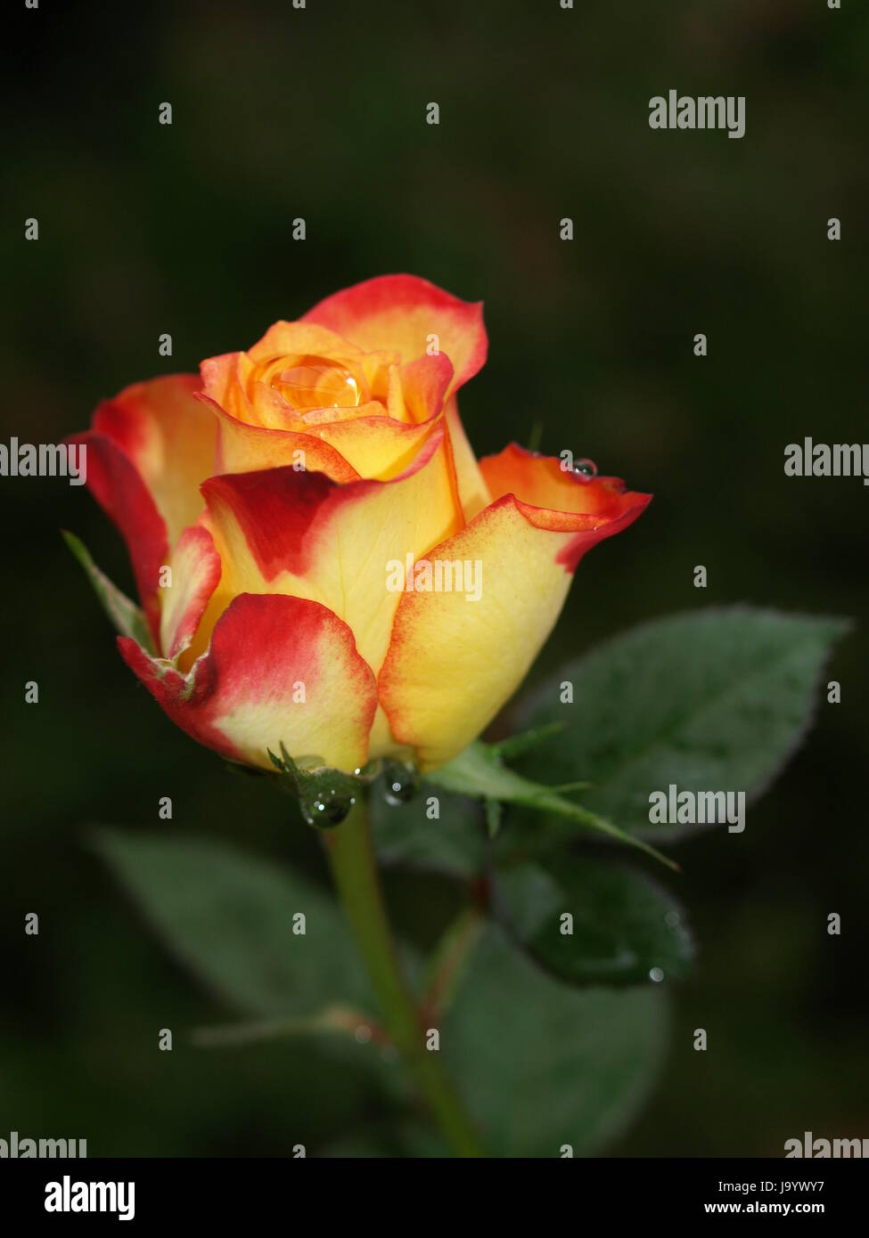 Pink rambler roses hi-res stock photography and images - Alamy