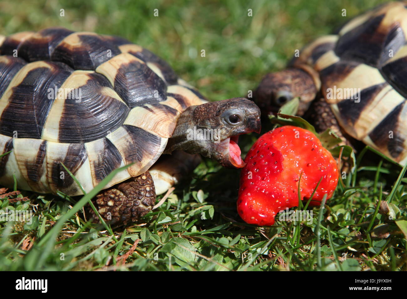 turtles with strawberry Stock Photo - Alamy
