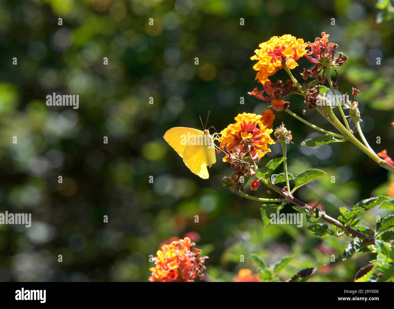 Colias croceus, or clouded yellow butterfly perched on orange and ...