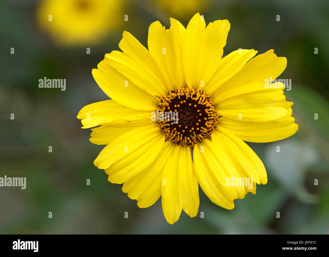 Close up on one Rudbeckia hirta, commonly called black-eyed-Susan ...
