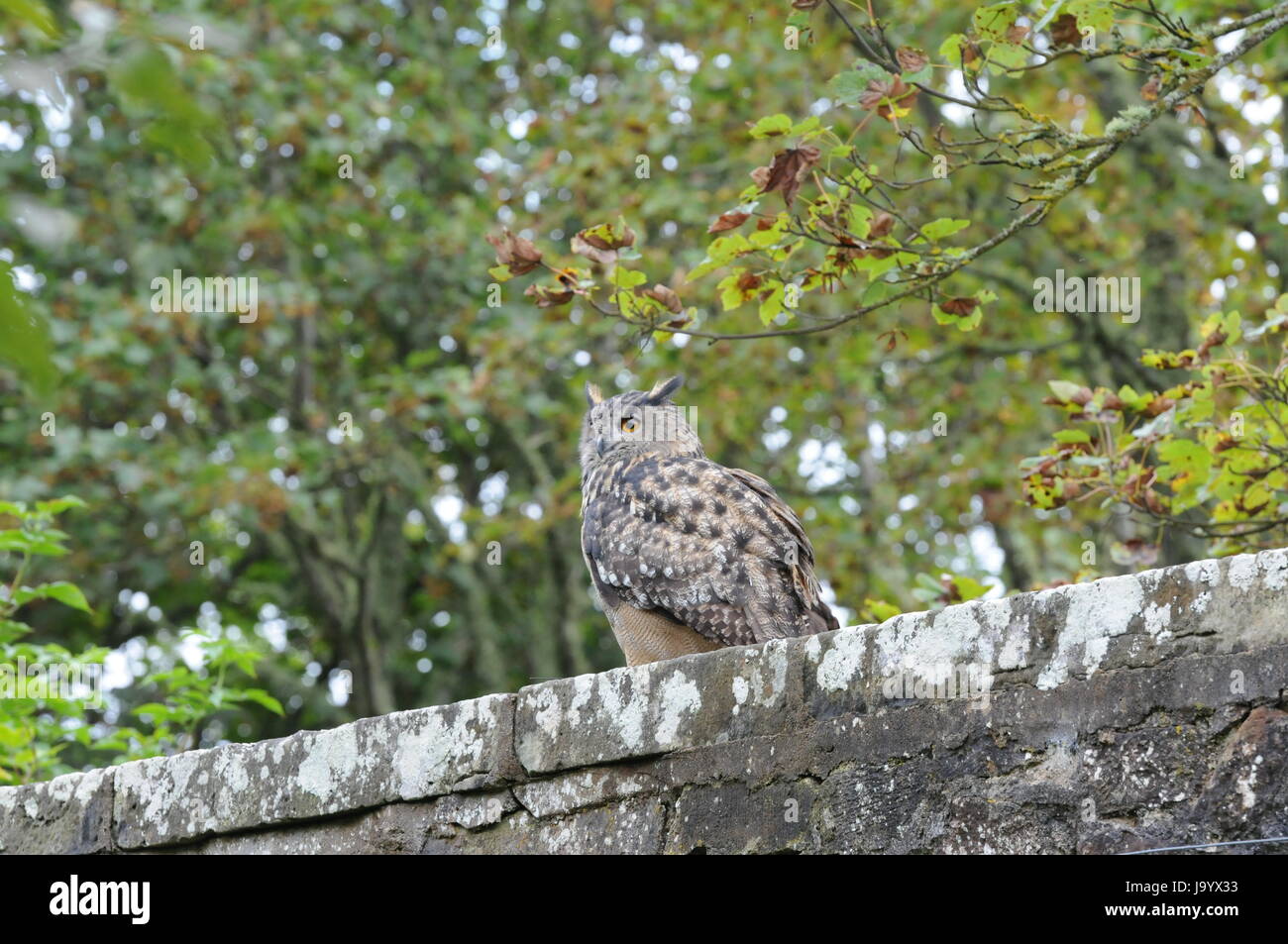 All seeing owl Stock Photo - Alamy
