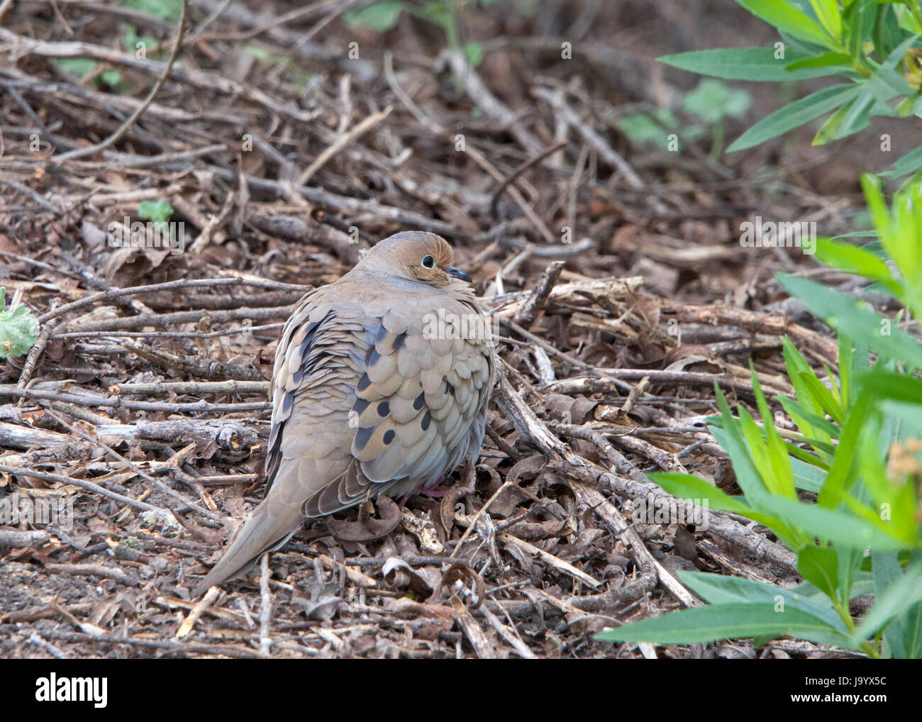 One mourning dove, also know as a turtle dove, huddled in sticks trying ...