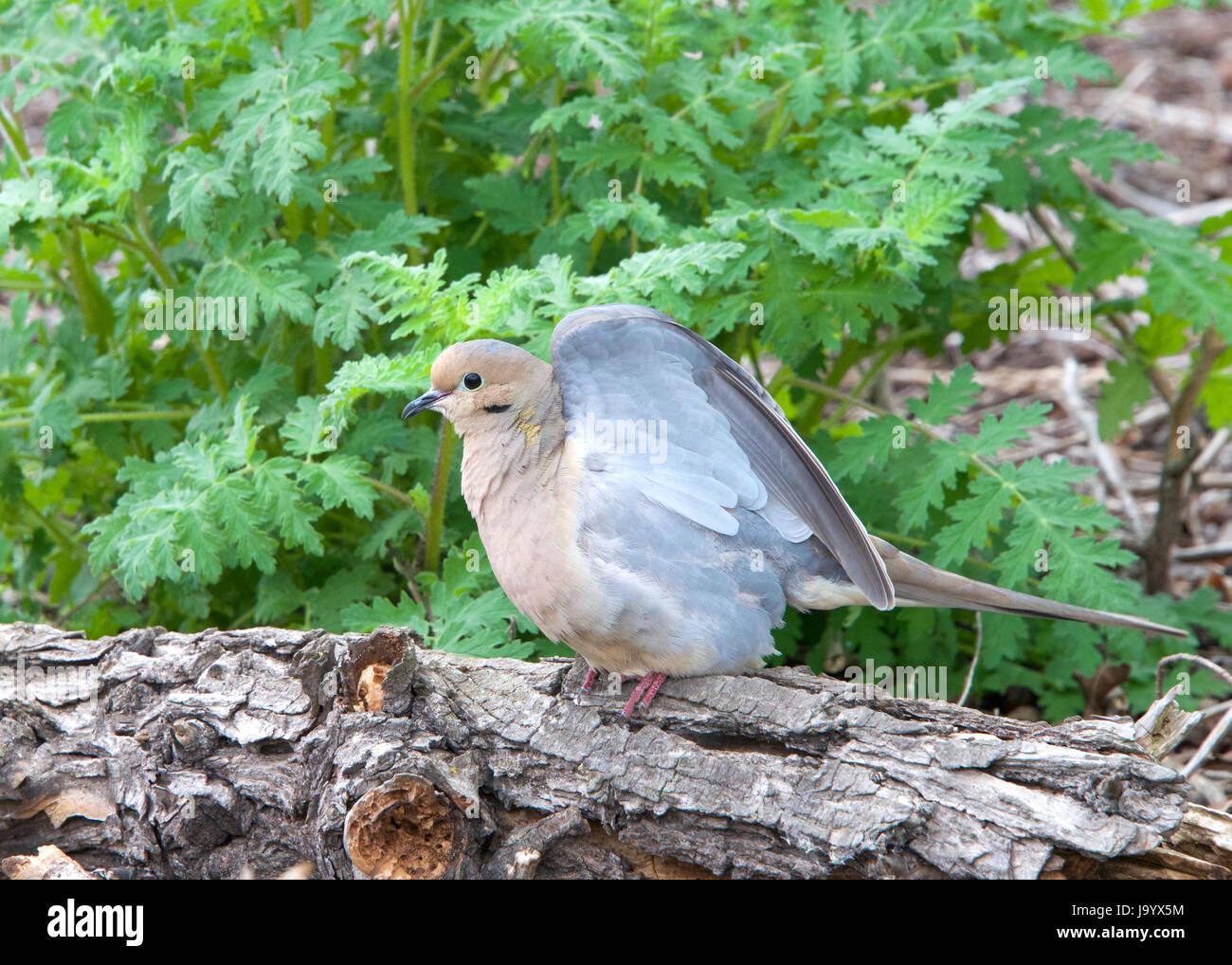 One mourning dove, also know as a turtle dove, wings opening to take ...
