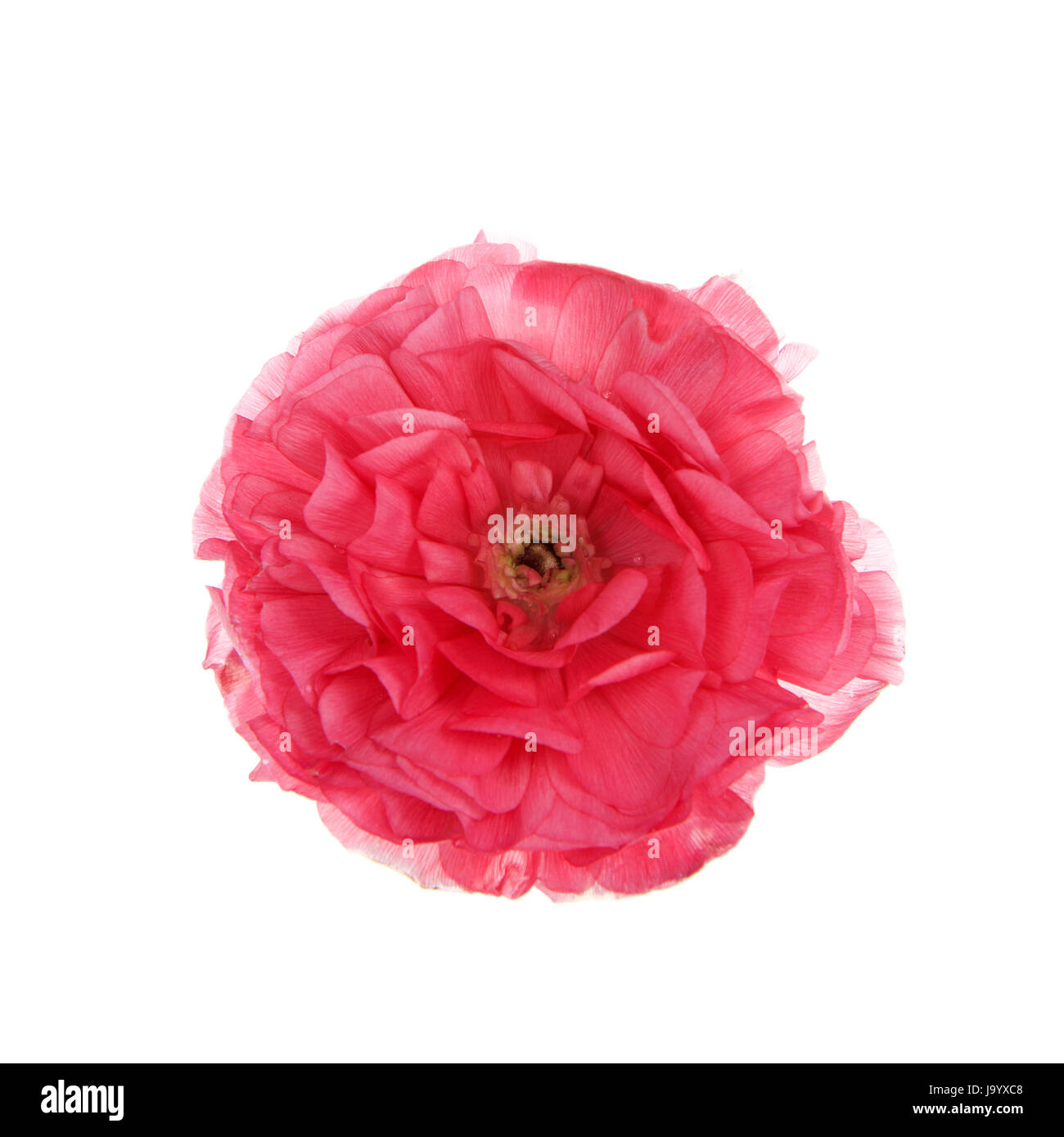 One deep pink Ranunculus asiaticus flower, isolated on white background ...