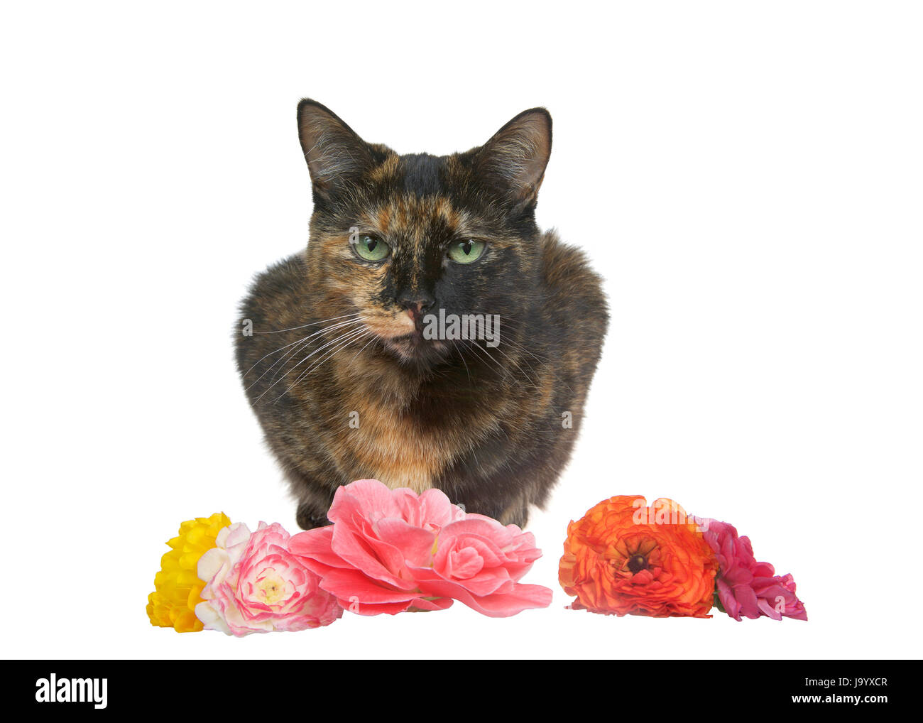 One tortie torbie tabby cat crouched down with flowers in front of her ...