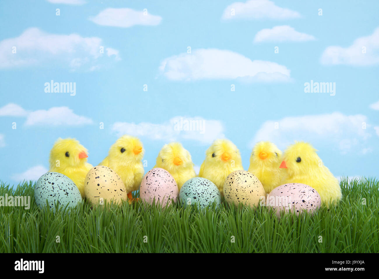 Fuzzy baby chicks in grass behind speckled eggs. Blue background sky ...