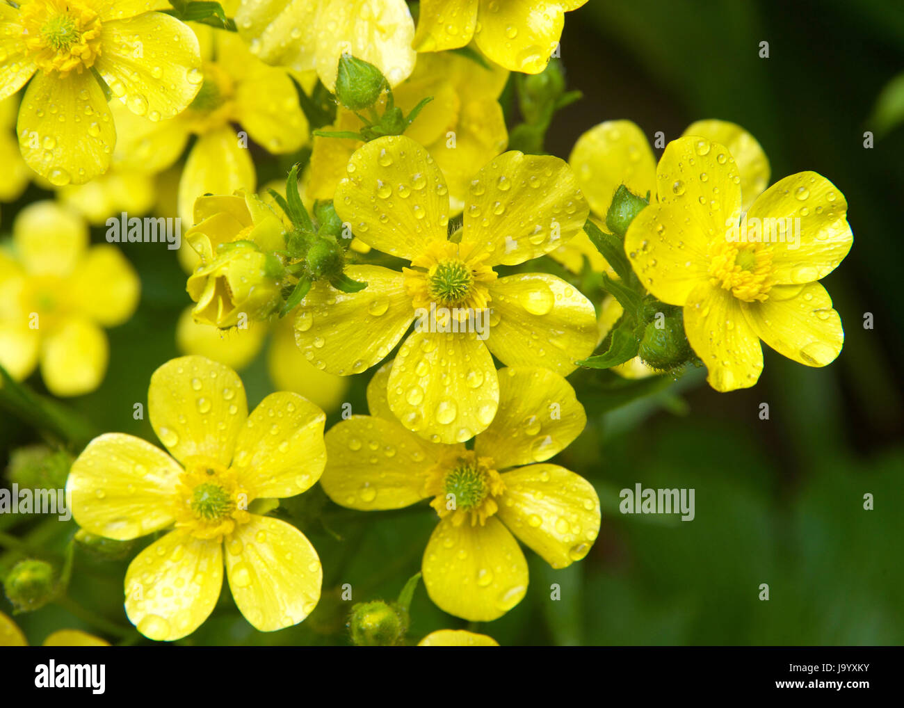 Yellow spring flower five petals hi-res stock photography and images ...