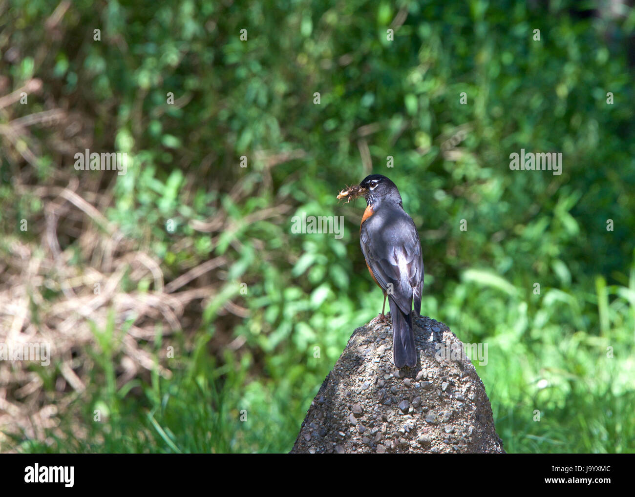 American Robin perched on a rock with multiple crickets in it's beak ...