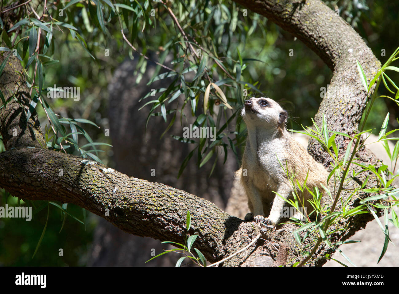 Small carnivore hi-res stock photography and images - Alamy