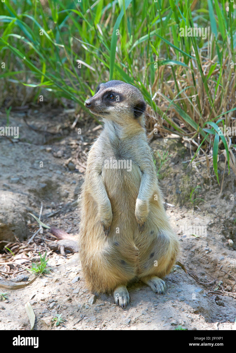 Meerkat or suricate (Suricata suricatta), sitting up on hind legs ...