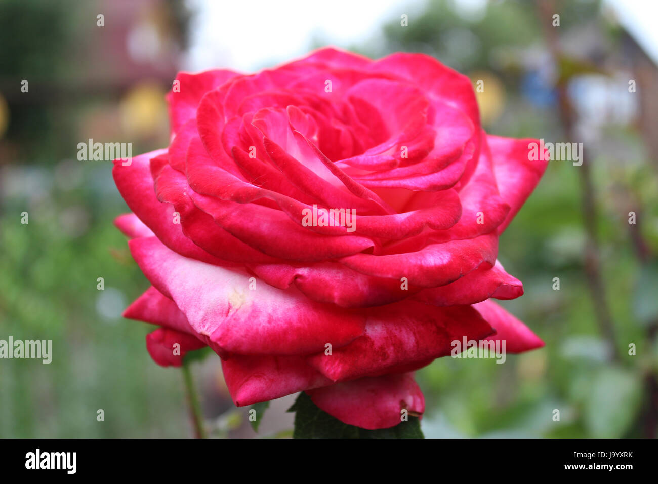 beautiful, beauteously, nice, colour, model, design, project, concept ...