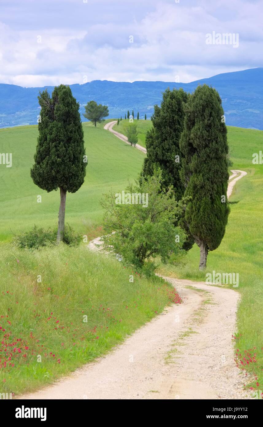 tuscany cypress with path - tuscany cypress trees with track 02 Stock ...