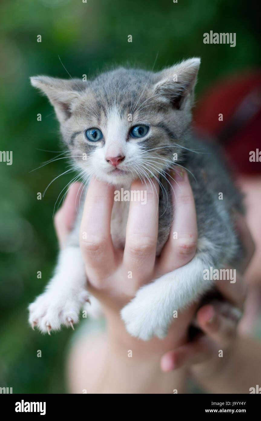 little kitten sit on hand Stock Photo - Alamy